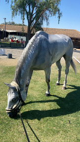 Venta de 709 Caballos en Madrid | Venta de Caballos