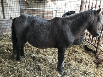 Pony enano joven en venta en Castilla-La Mancha